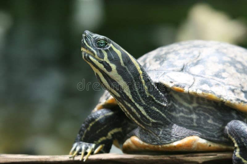 Painted Turtle stock photo. Image of picta, reptile, temperate - 5547104
