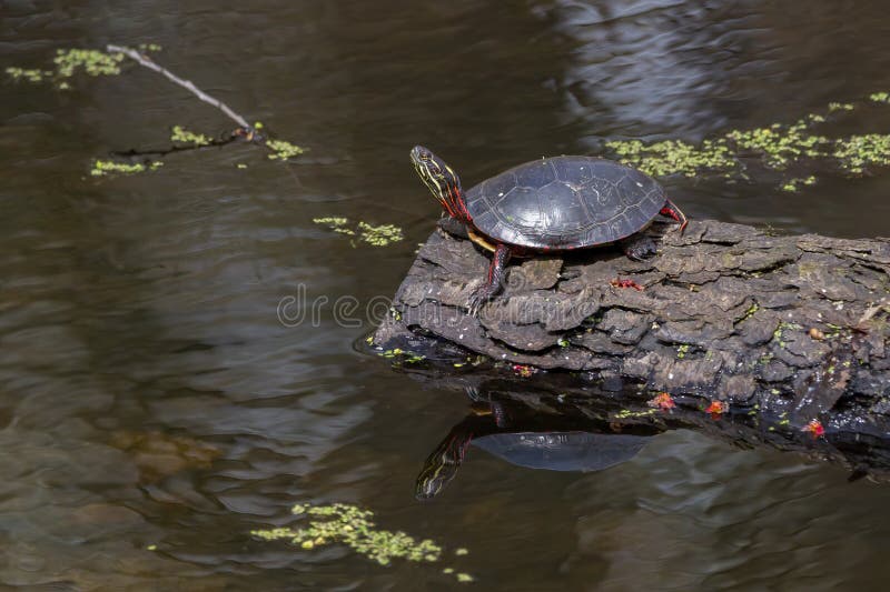 Vitamin Water Lizard Stock Photos - Free & Royalty-Free Stock Photos ...