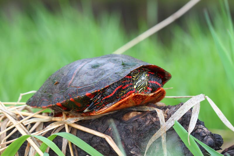 Painted Turtle (Chrysemys Picta) Stock Image - Image of biological ...