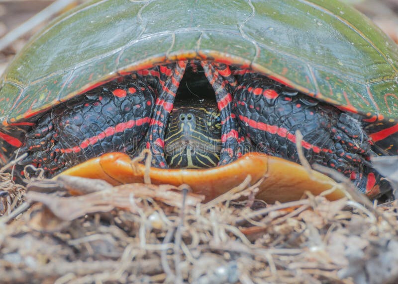 Painted Turtle stock photo. Image of environment, wildlife - 47907922