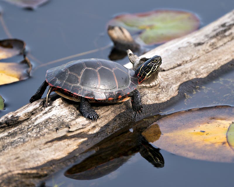 Painted-Turtle Photo Stock. Painted Turtle Close-up Profile View on on ...