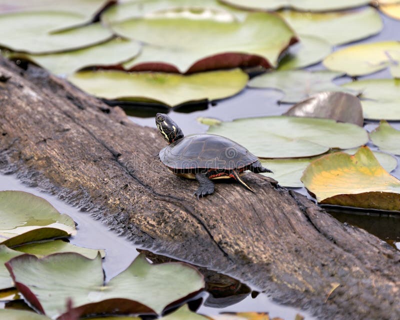 Painted Turtle Stock Photos. Close-up Profile View on on Log with Water ...