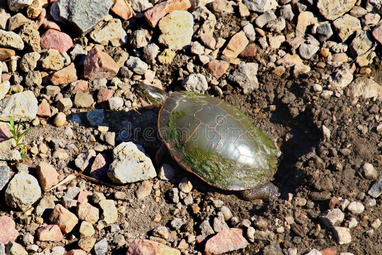 Painted Turtle Digging Nest Stock Photo - Image of chelonia, deer: 28437308