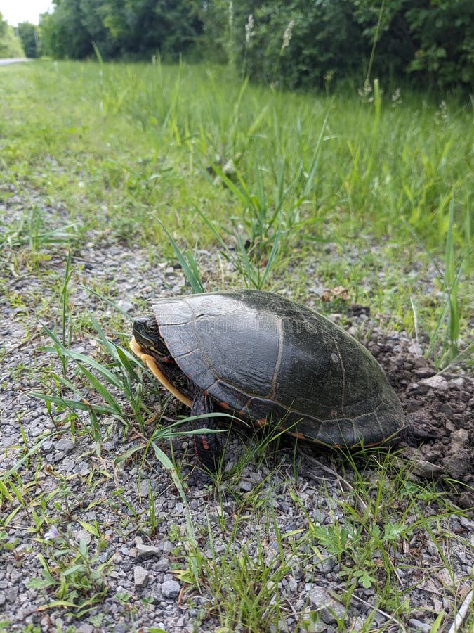 Painted Turtle Digging Nest and Laying Eggs on Shoulder of Road Stock ...