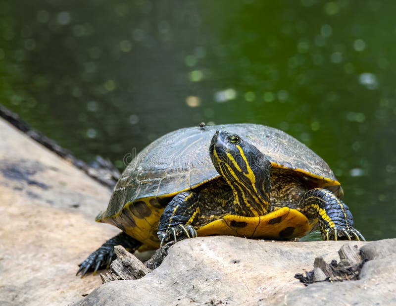 Painted Turtle Head stock image. Image of aquatic, wild - 268586249