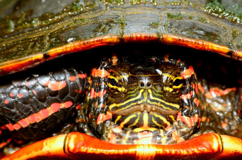 Painted Turtle Head stock image. Image of fauna, painted - 32090661