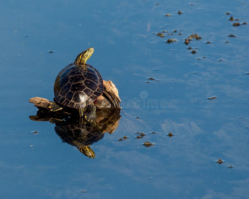 Painted Turtle Tucked into Its Shell Stock Image - Image of yellow ...