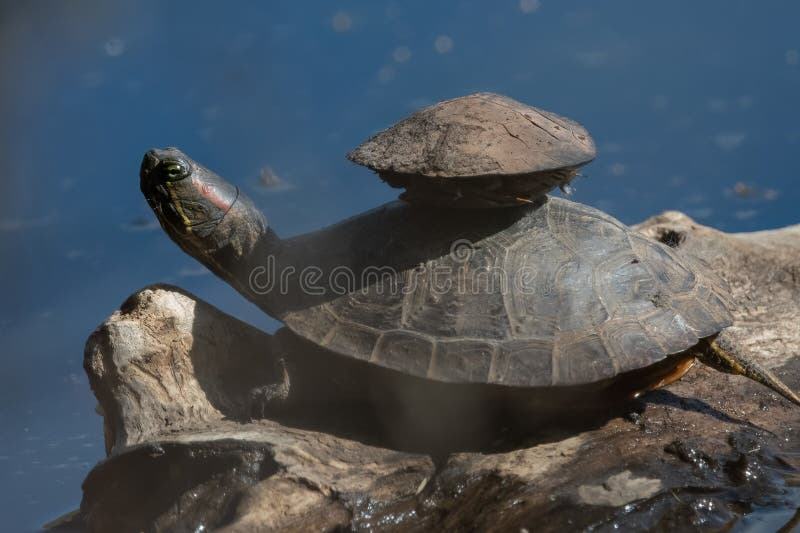 Painted Turtle on Log with Smalled Turtle on Back Stock Photo - Image ...