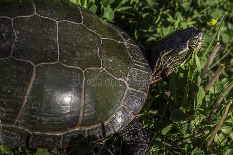 Painted Turtle stock image. Image of mottled, park, carapace - 41184737