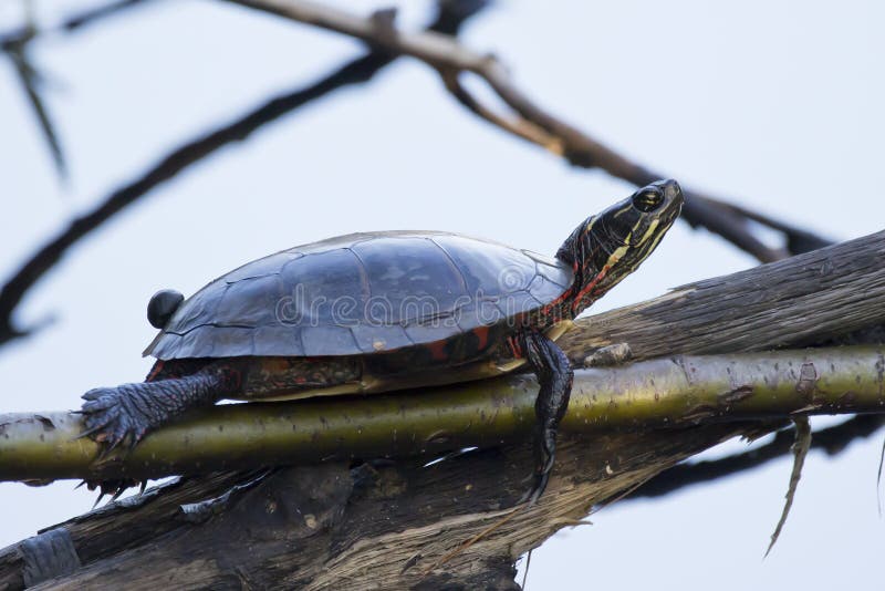 Painted Turtle stock photo. Image of water, branch, marsh - 60463522