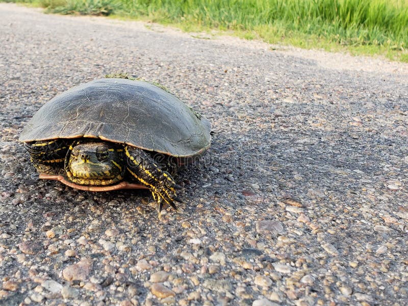 A Painted Turtle on a Rural Road Stock Image - Image of rural, turtle ...