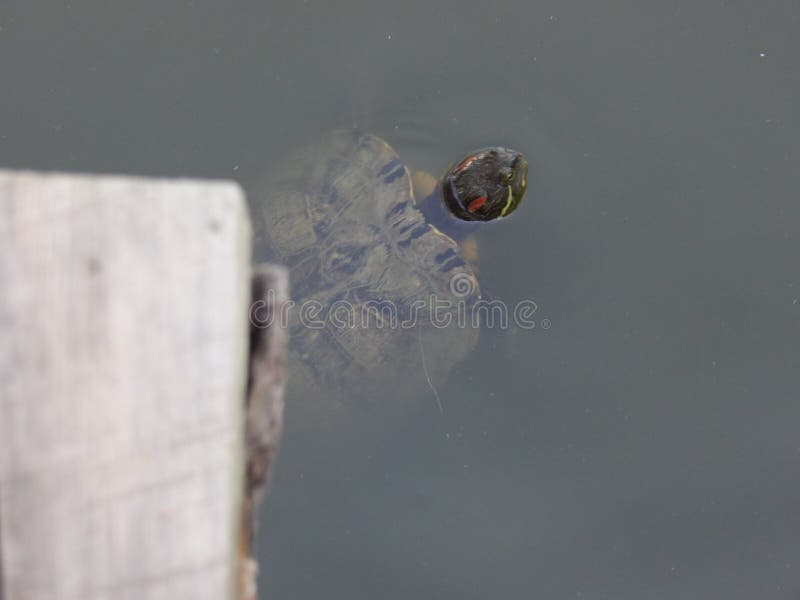 Peeking Turtle stock image. Image of sternotherus, snappy - 42761