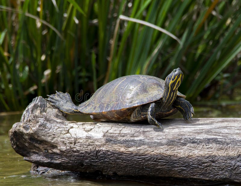 Turtle Perched on a Rock in the Water. Stock Photo - Image of patient ...