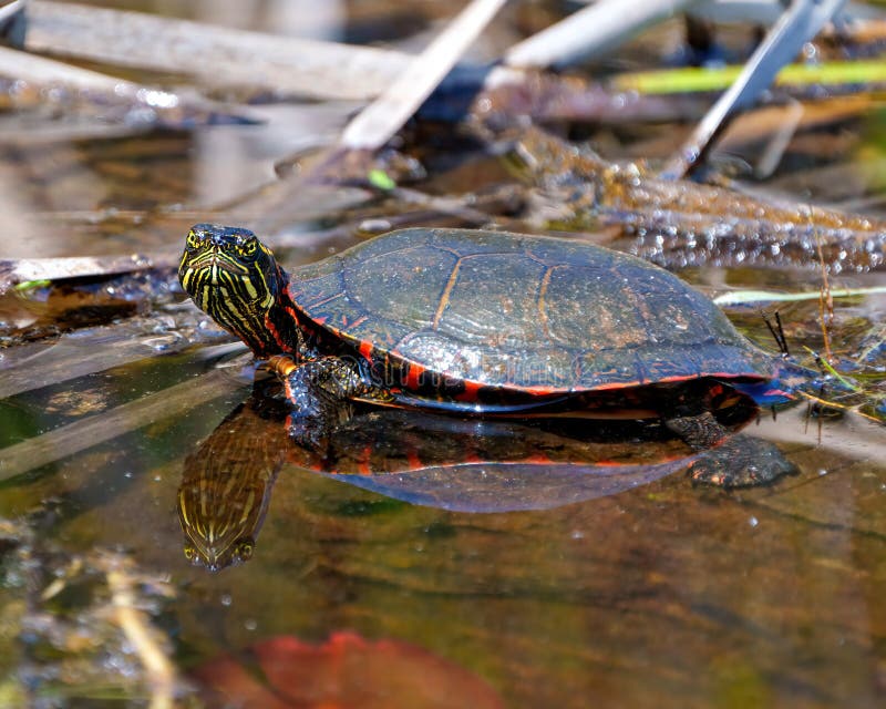 Painted Turtle Photo and Image. Close Up Side View Looking at Camera ...