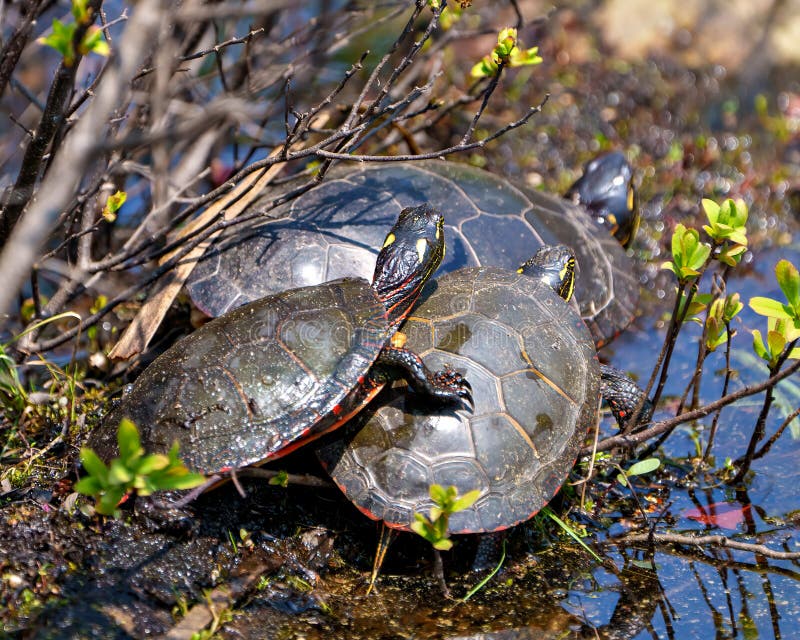 Painted Turtle Photo and Image. Group of Painted Turtle Standing on a ...