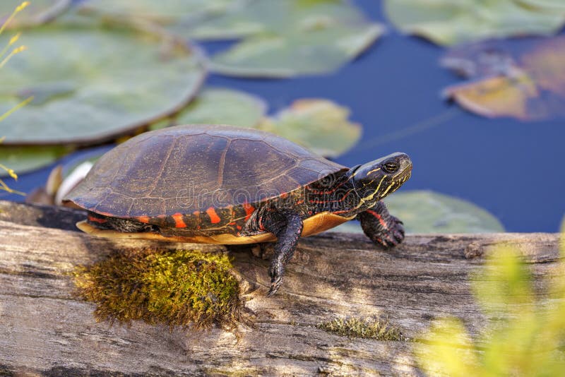 Painted Turtle Photo and Image. Resting on a Log in the Pond with Lily ...