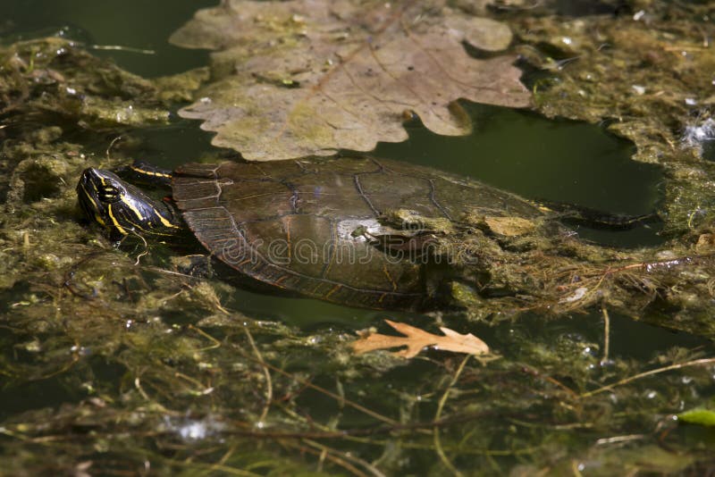 159 Painted Turtle Swimming Water Stock Photos - Free & Royalty-Free ...