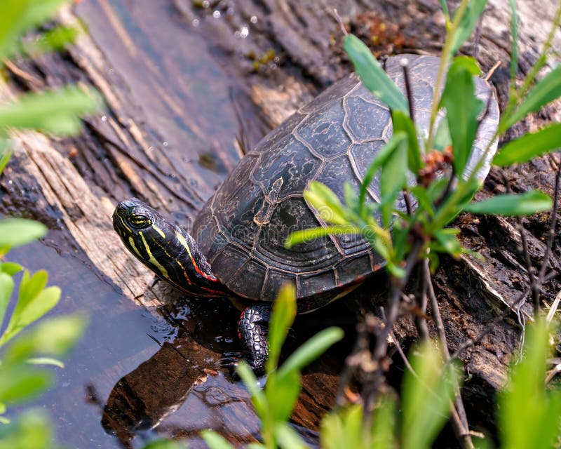 Painted Turtle Photo and Image. Turtle Resting on a Moss Log in the ...