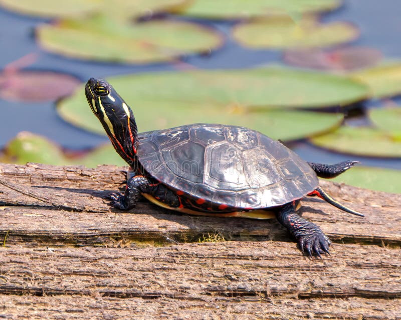 Painted Turtle Photo and Image. Resting on a Moss Log in the Pond with ...