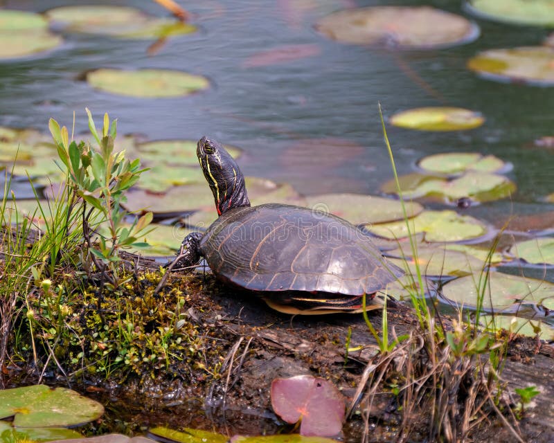Painted Turtle Photo and Image. Turtle Resting on a Moss Log in the ...