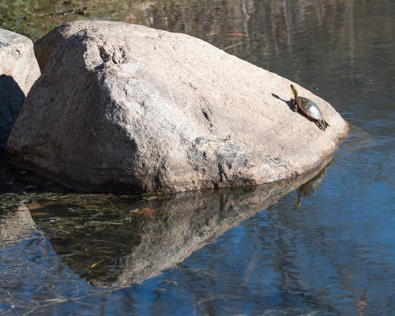 Painted Turtle on a Rock stock photo. Image of water - 61660076