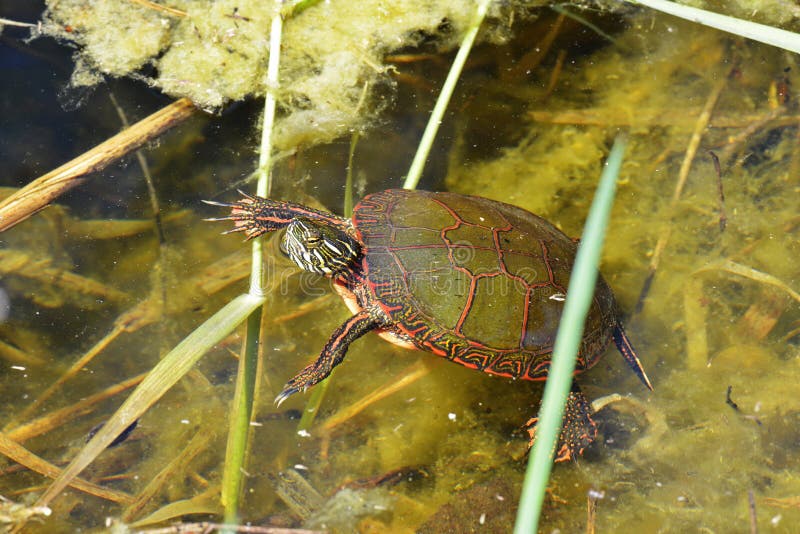 Painted turtle swimming stock image. Image of wetland - 90911541