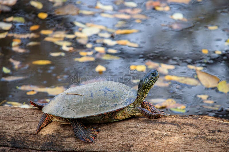 Painted Turtle in Texas stock photo. Image of life, glistening - 311030568
