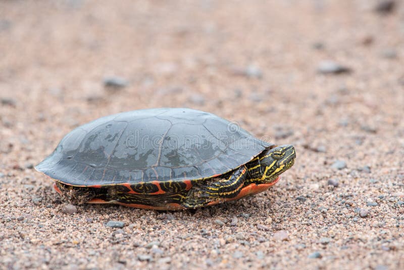 Painted Turtle Tucked into Its Shell Stock Photo - Image of turtle ...