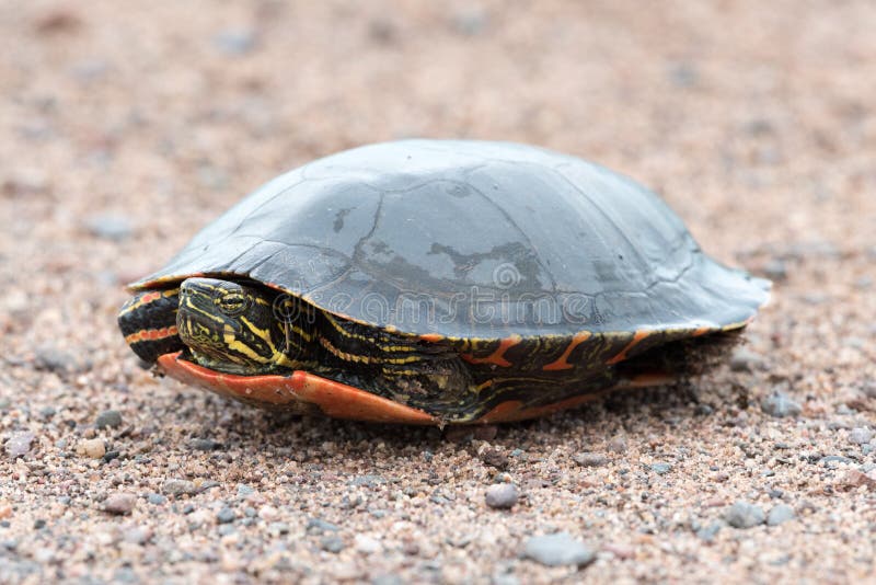 Painted Turtle Tucked into Its Shell Stock Image - Image of yellow ...