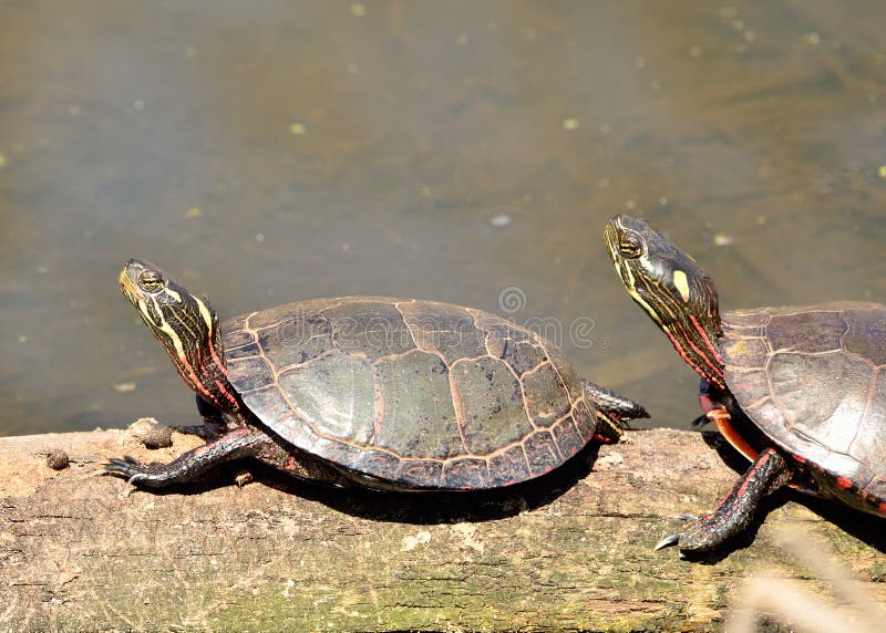 Painted Turtles stock photo. Image of amphibian, fauna - 24292886