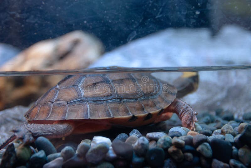 Painted Turtles Basking in the Sun at the Pool 23 Dec 2006 Stock Photo ...