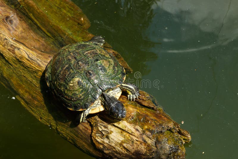 Turtles Floating on a Wood Log Stock Image - Image of birds, wood: 65924281