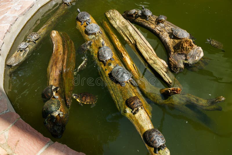 Turtles Floating in the Water. Stock Photo - Image of life, domed ...