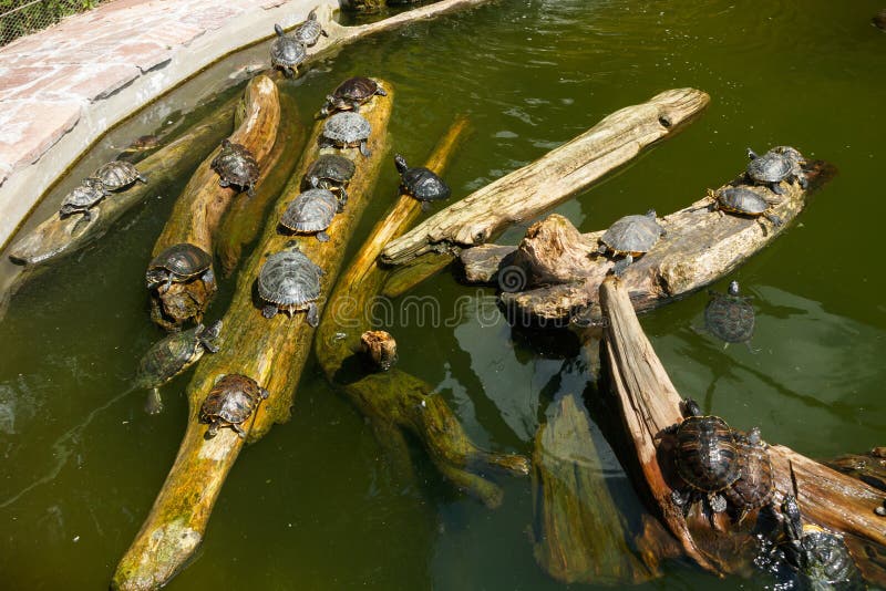 Turtles Floating in the Water. Stock Photo - Image of life, domed ...