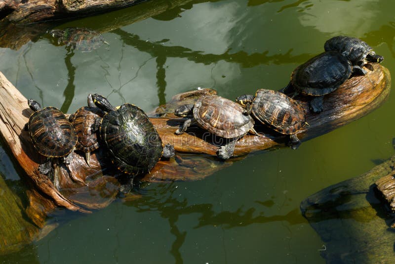 Turtles Floating in the Water. Stock Photo - Image of life, domed ...