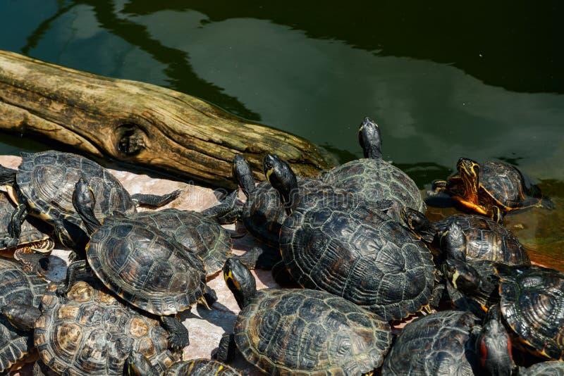 Turtles Floating in the Water. Stock Photo - Image of life, domed ...
