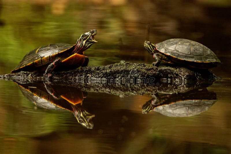 Turtles Speaking Stock Photos - Free & Royalty-Free Stock Photos from ...