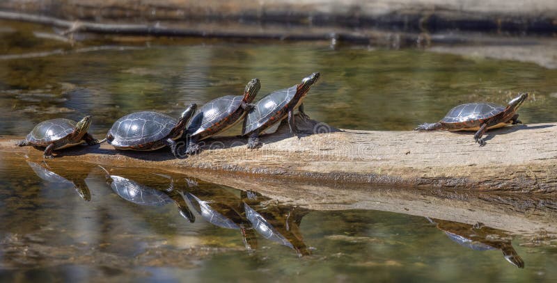 Painted Turtles Standing in a Row Resting on a Log in the Sunshine in ...