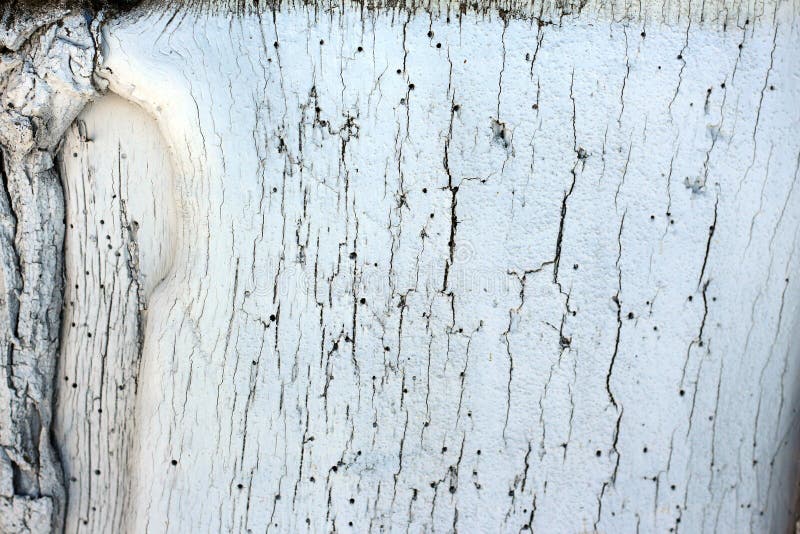 Painted in lime tree bark stock image. Image of pine - 112011811