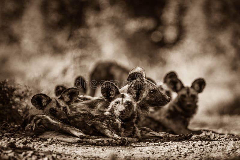 Painted Wolves stock image. Image of heat, nature, leaf - 258683211