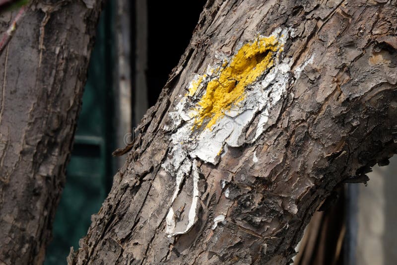 Painted Yellow Paint Sawed Tree Trunks for Its Protection Stock Image ...