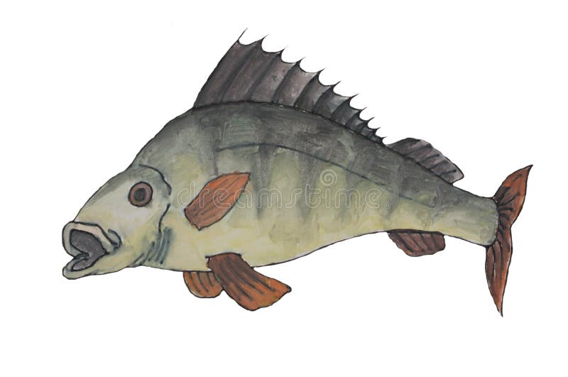 Painting of perch fish stock illustration. Illustration of side - 27558625