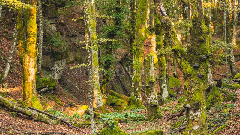 Old tree, old forest stock image. Image of distichum - 193034009