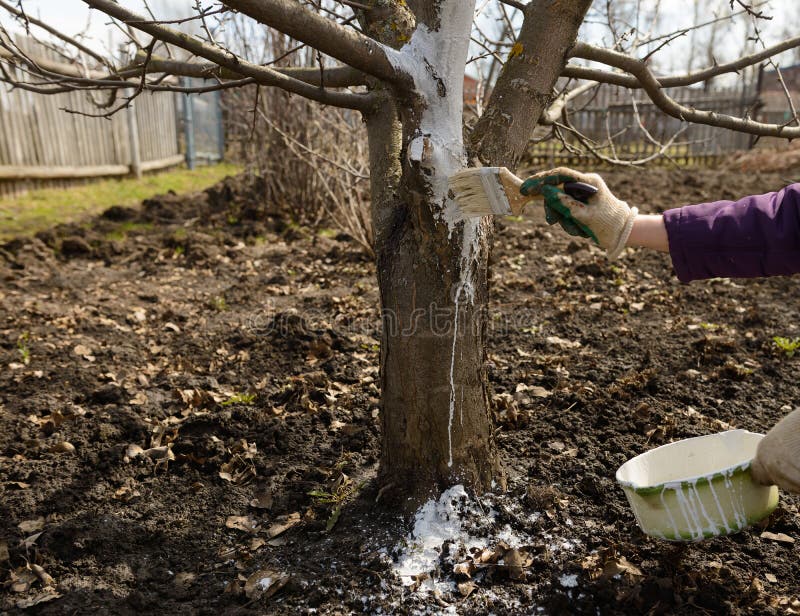 Painting a Tree Trunk with Whitewash Stock Image - Image of protection ...