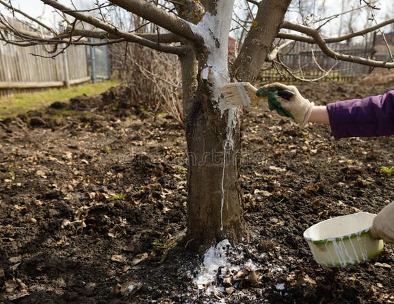 Painting a Tree Trunk with Whitewash Stock Image - Image of protection ...