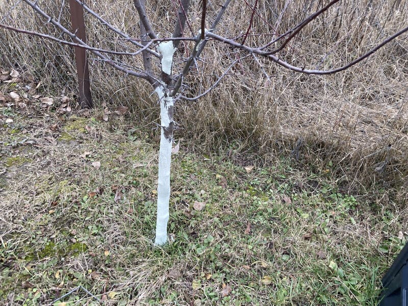 Painting Tree Trunks with a Protective Mixture Stock Image - Image of ...