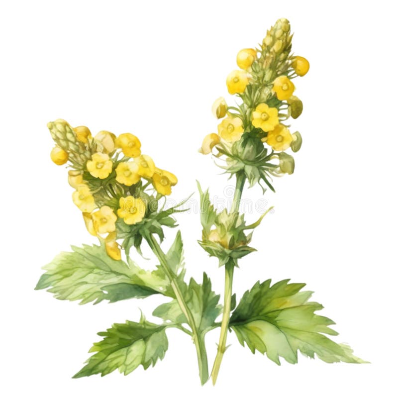 A Painting of the Yellow Rattle Plant. Ai-Generated. Stock Illustration ...