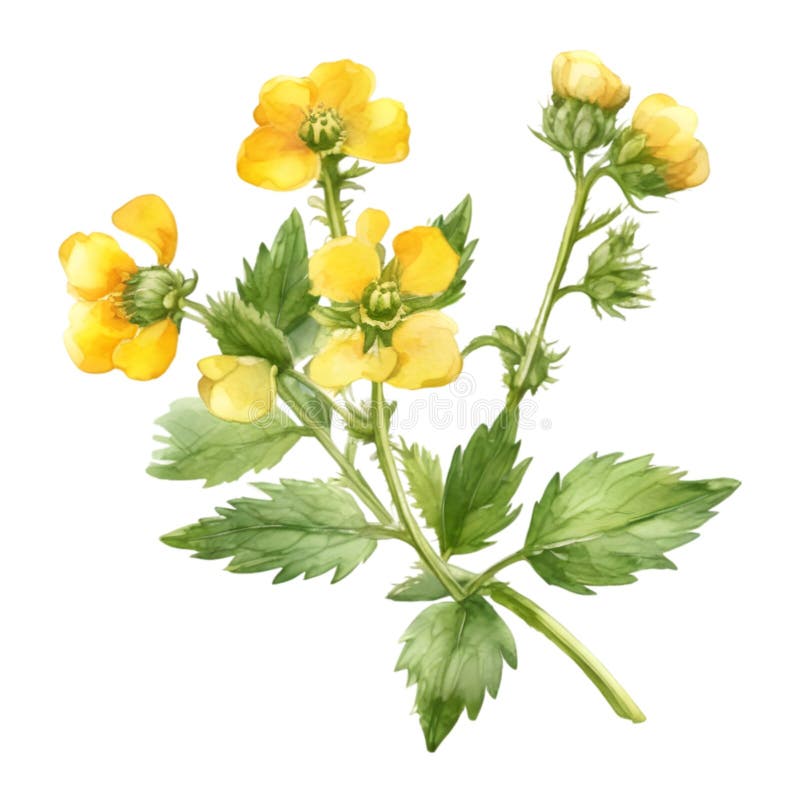 A Painting of the Yellow Rattle Plant. Ai-Generated. Stock Photo ...