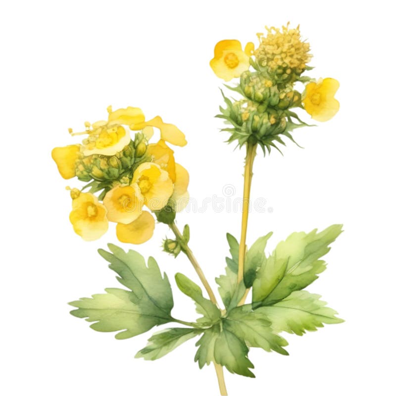 A Painting of the Yellow Rattle Plant. Ai-Generated. Stock Image ...