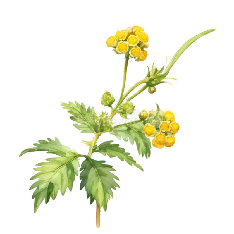 A Painting of the Yellow Rattle Plant. Ai-Generated. Stock Image ...